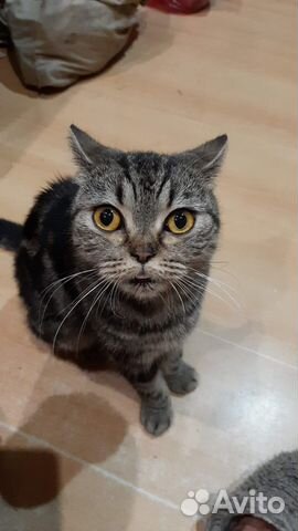 Найдена Кошка британка (британская) потерялась