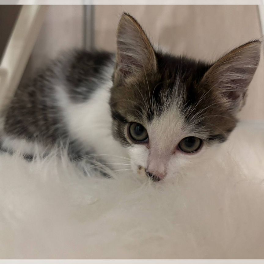 Котёнок в добрые руки