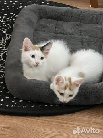 Веселые малыши 3 мес в добрые руки