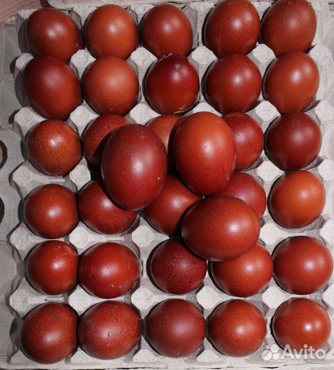 Инкубационное яйцо, маран ч/м