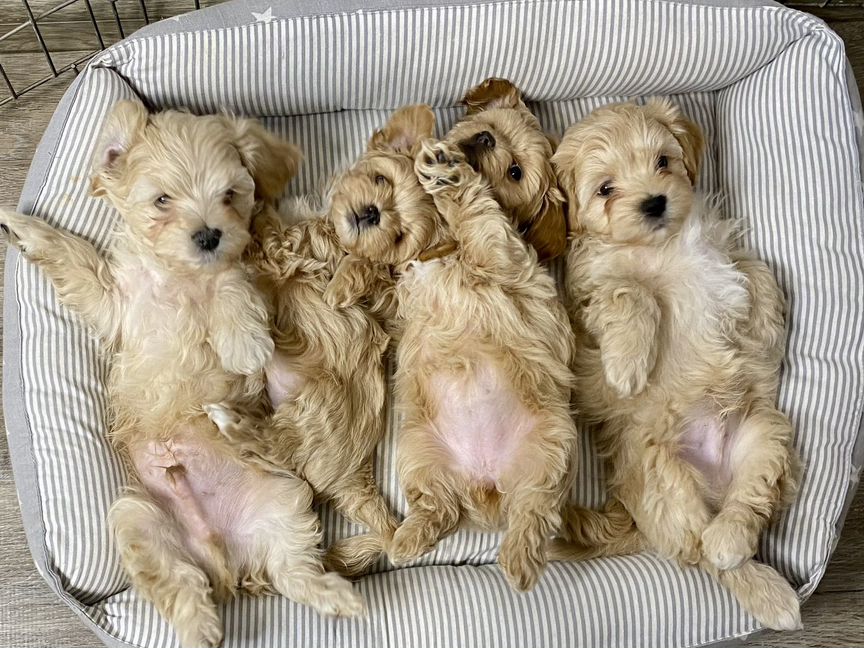 Щенки Мальтипу f1