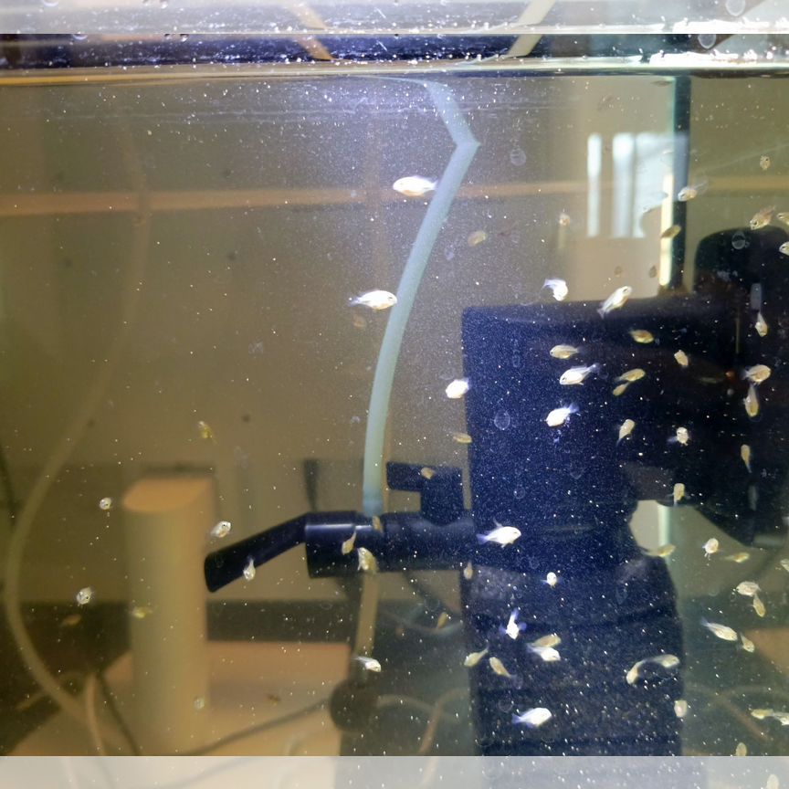 Мальки сапфирового попугая