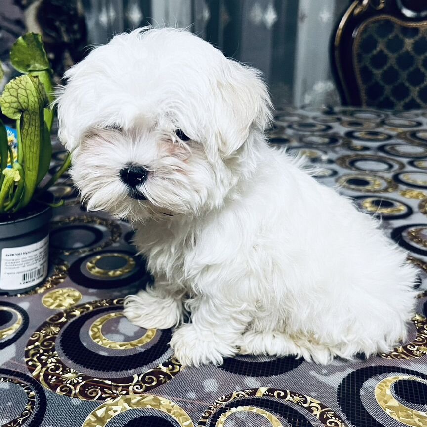 Мальтийская болонка, щенок