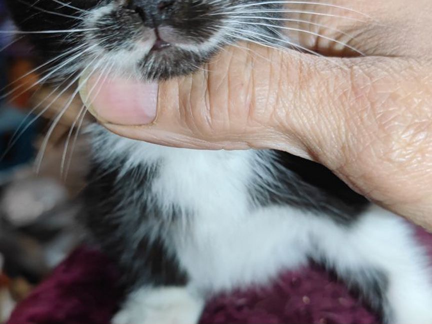 Ушастик мягенький котенок