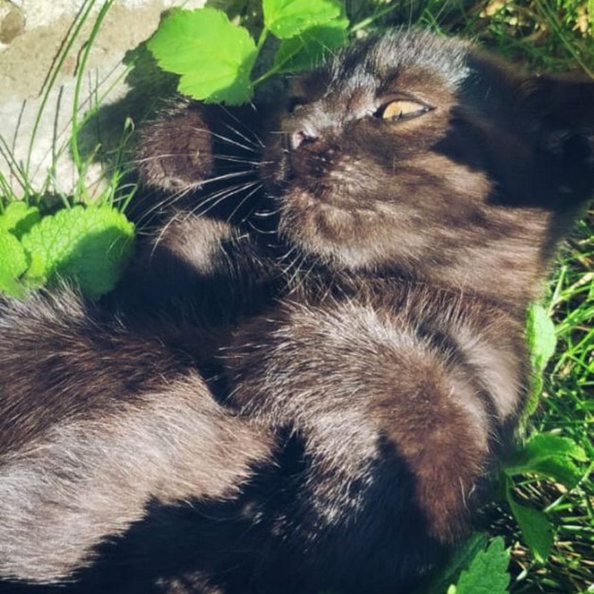 Котята в добрые руки бесплатно