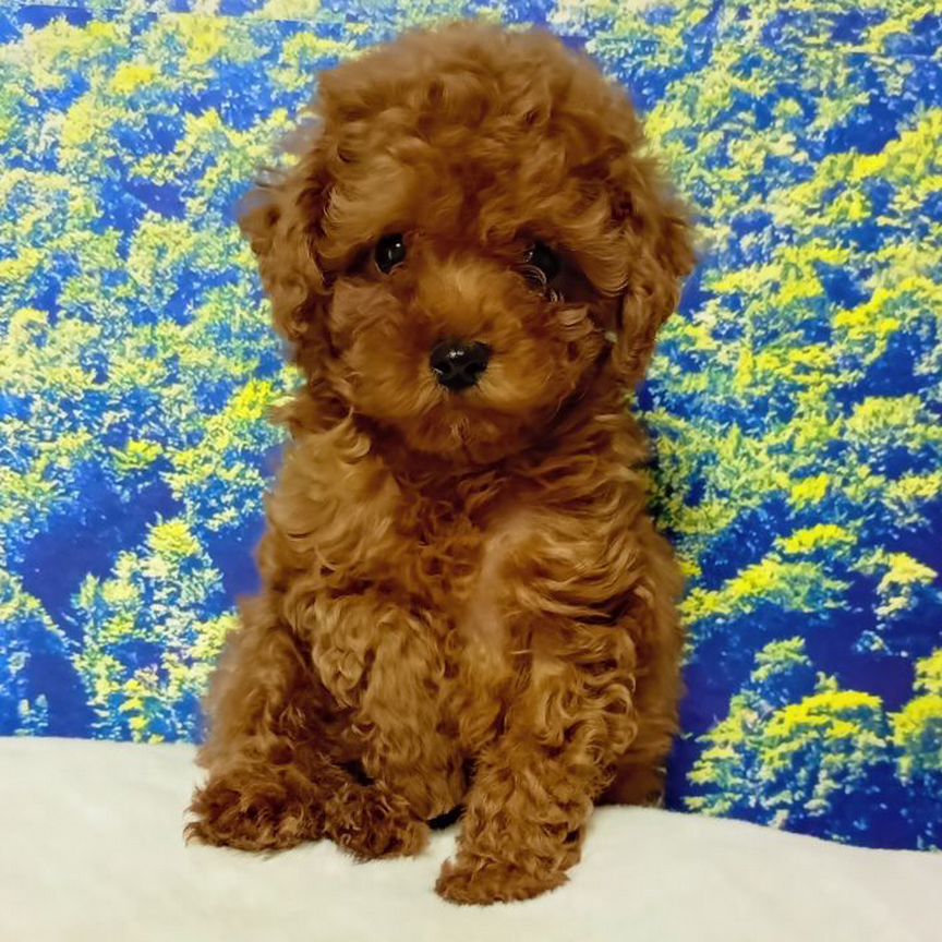 Той-пудель, щенок