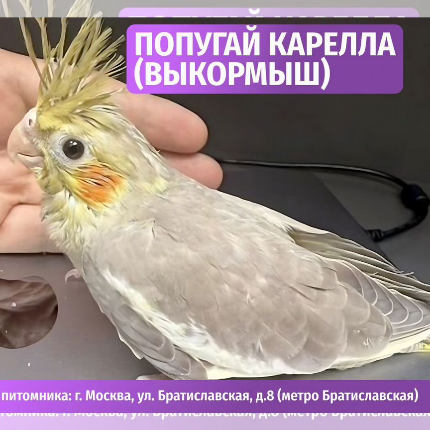 Попугай Корела выкормыш