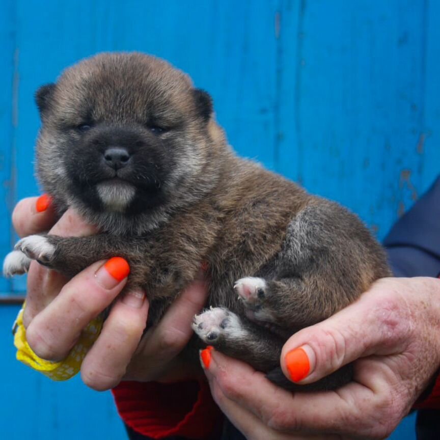 Сиба-ину, щенок