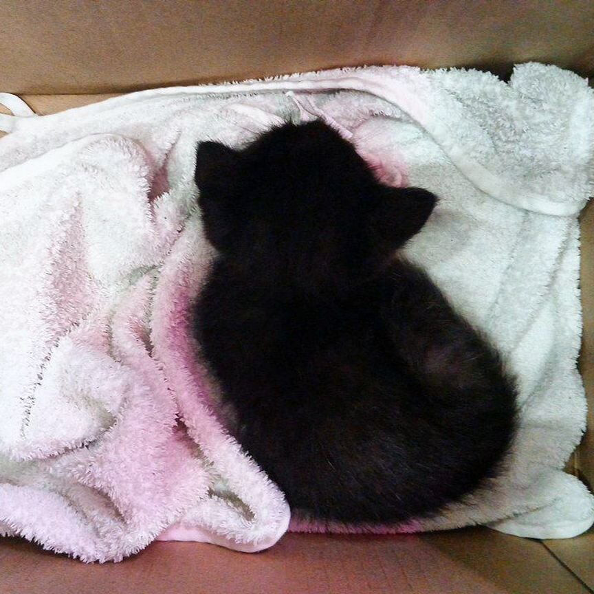 Котенку нужна помощь