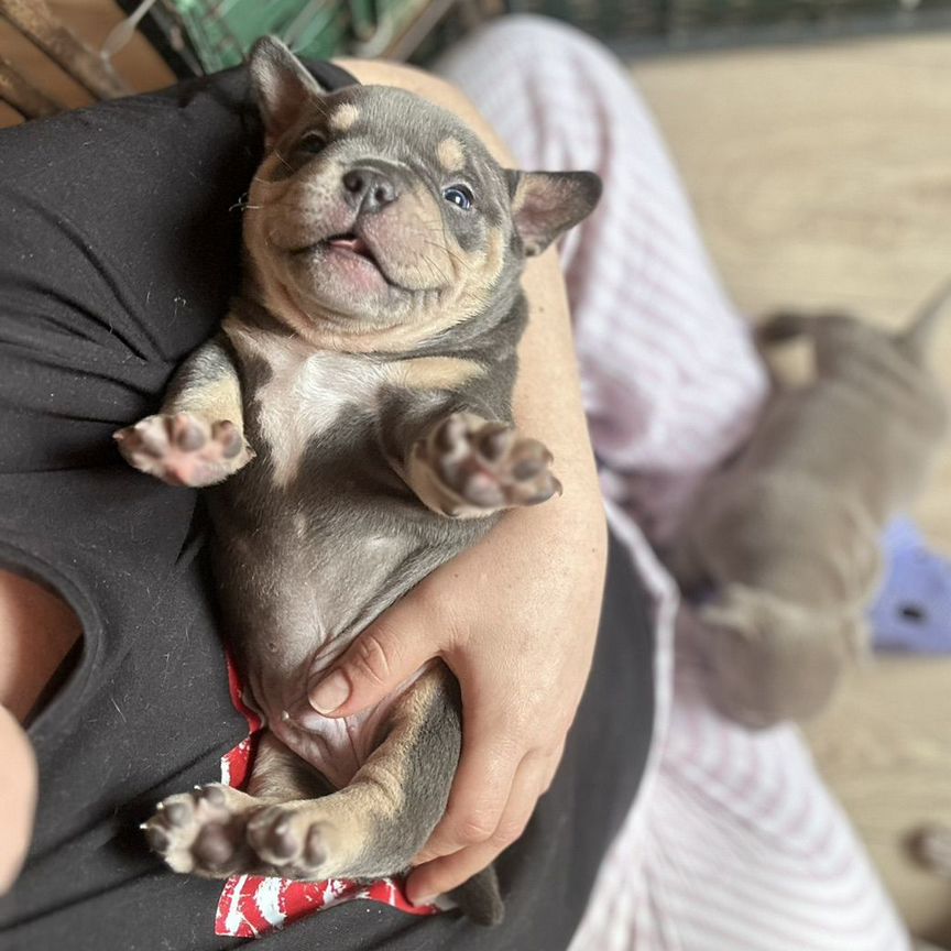 Американский булли, щенок