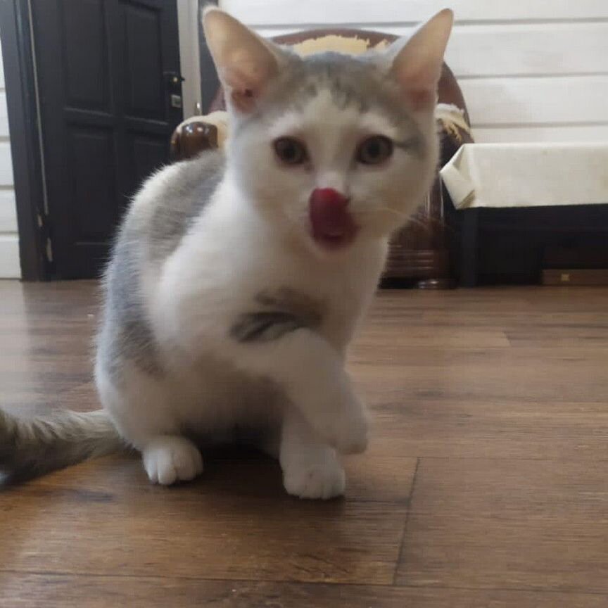 Котёнок, мальчик, 3.5 месяца