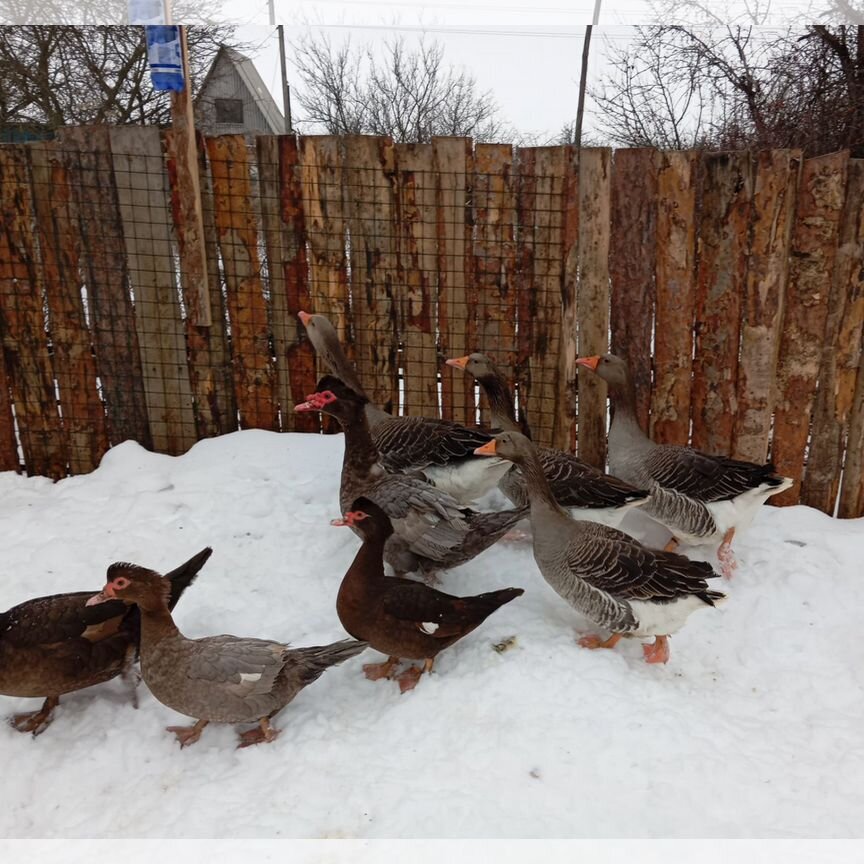 Гуси на племя