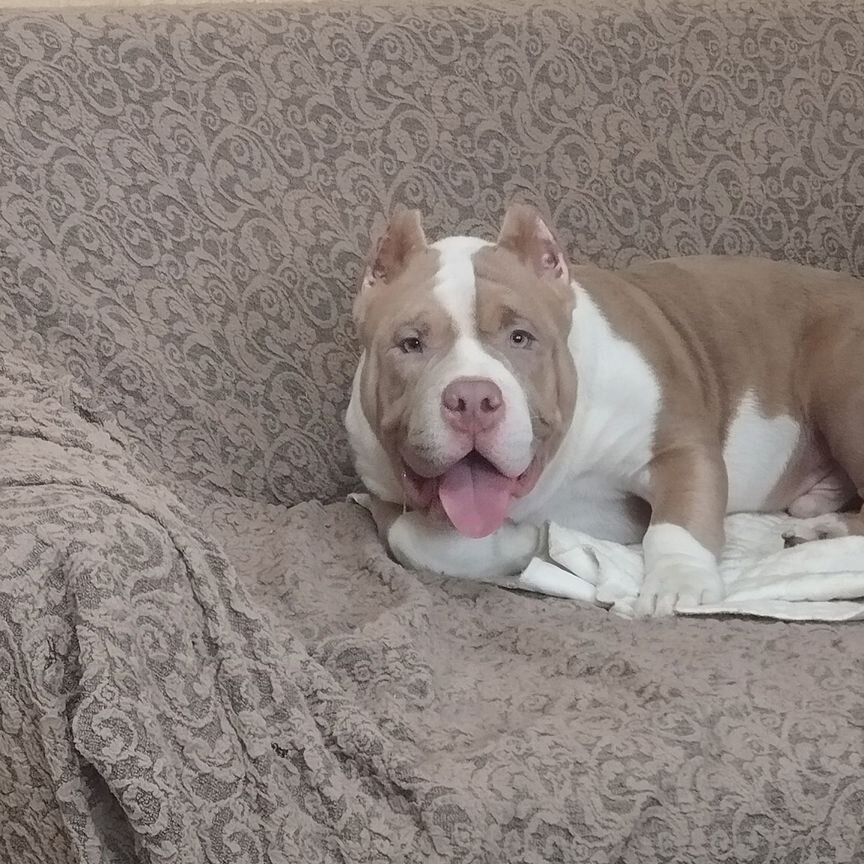 Американский булли покет щенки