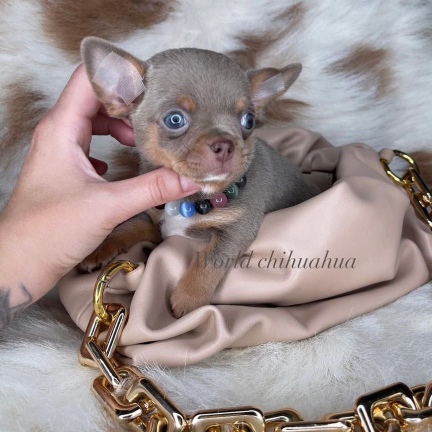 Чихуахуа, щенок