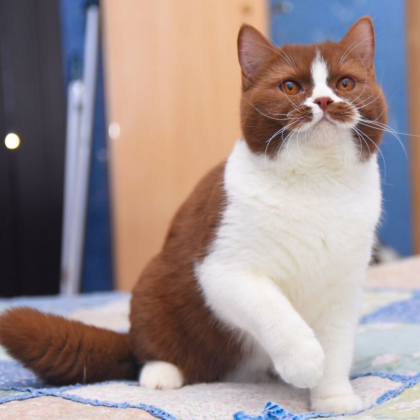 Британский короткошёрстный котёнок