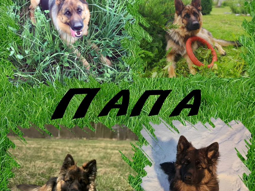 Щенки Немецкой овчарки