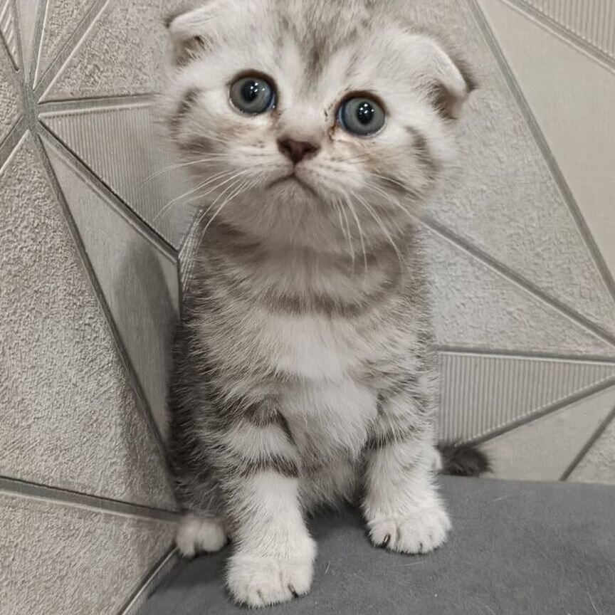 Шотландский вислоухий короткошёрстный котёнок
