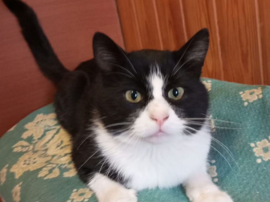 Вот Василий в добрые руки