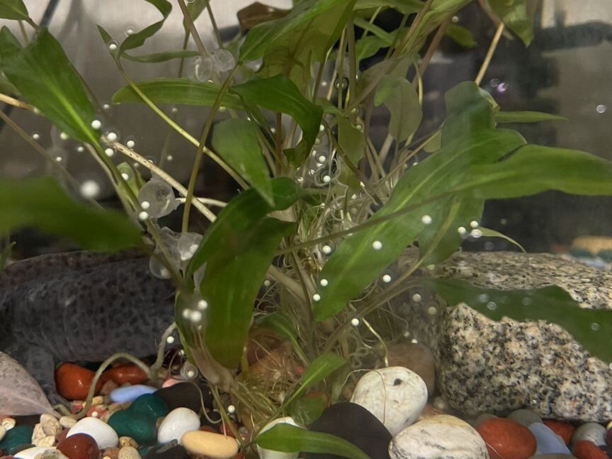 Аксолотль (икра)