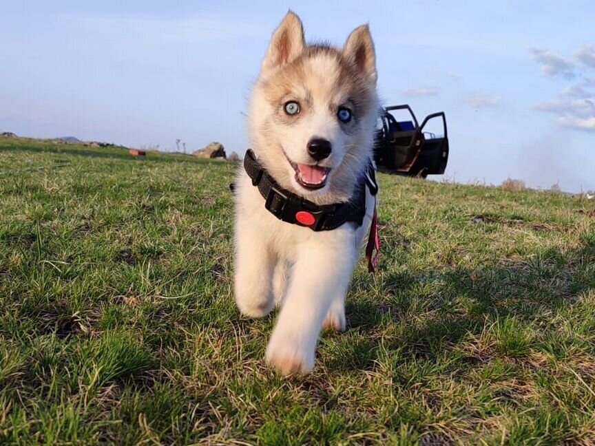 Щенки хаски