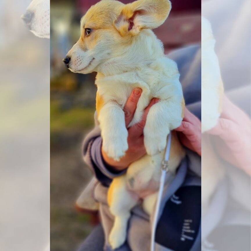 Вельш Корги Пемброк, щенок