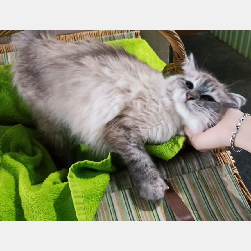 Отдам кошку. фенотип невская маскарадная Стерильна