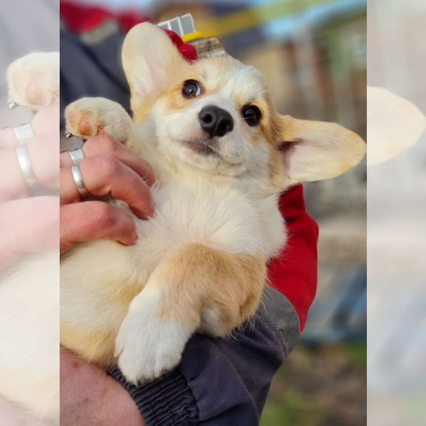 Вельш Корги Пемброк, щенок