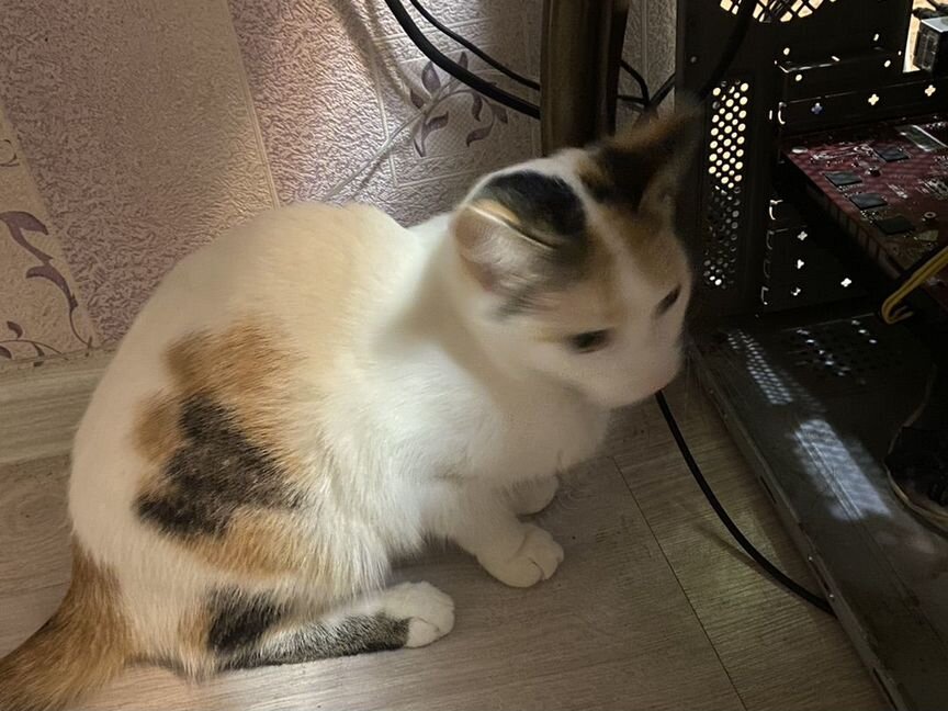 Отдам бесплатно