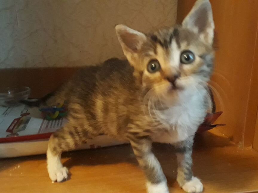 Котёнок 1,5 месяца Кассиопея