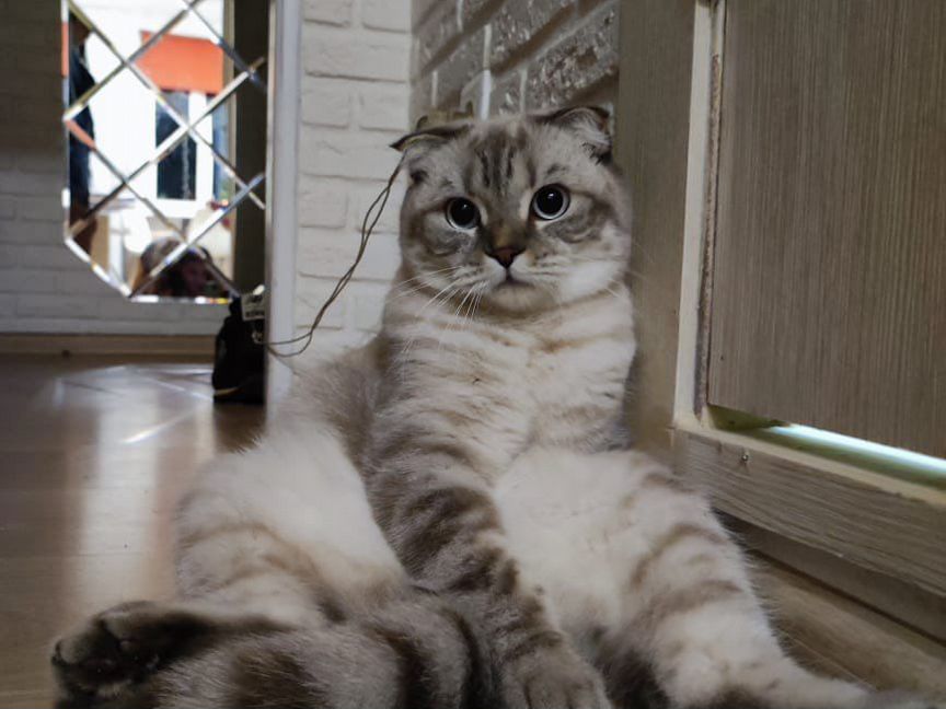 Шотландская вислоухая кошка