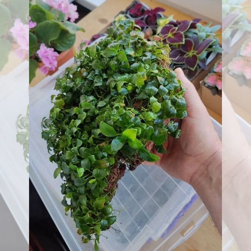 Анубиас карликовый