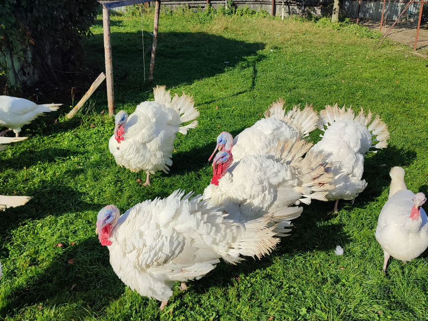 Продам мясо индейки