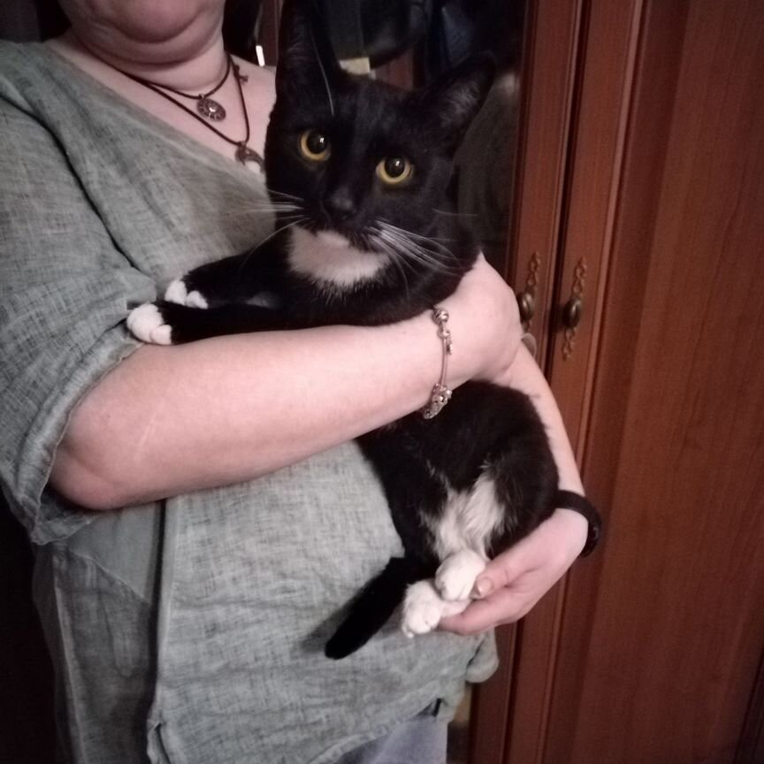 Предлагаю кота