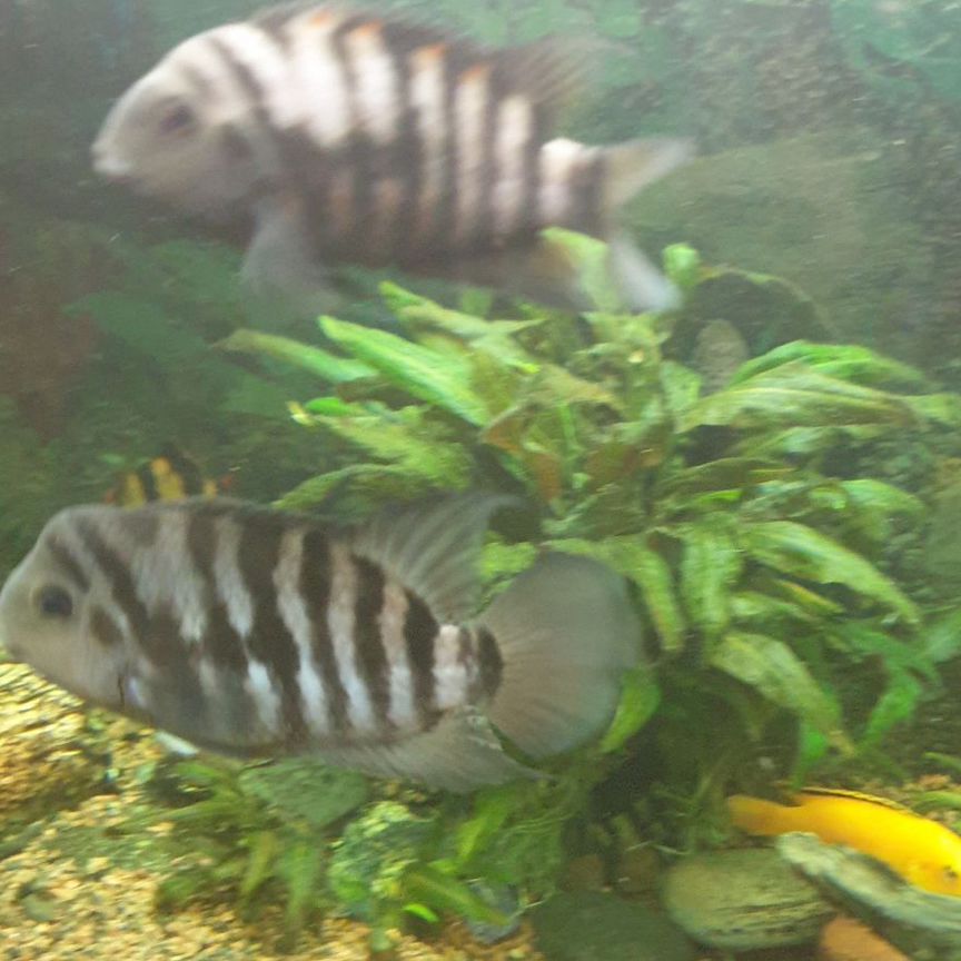 Цихлазома чернополосая