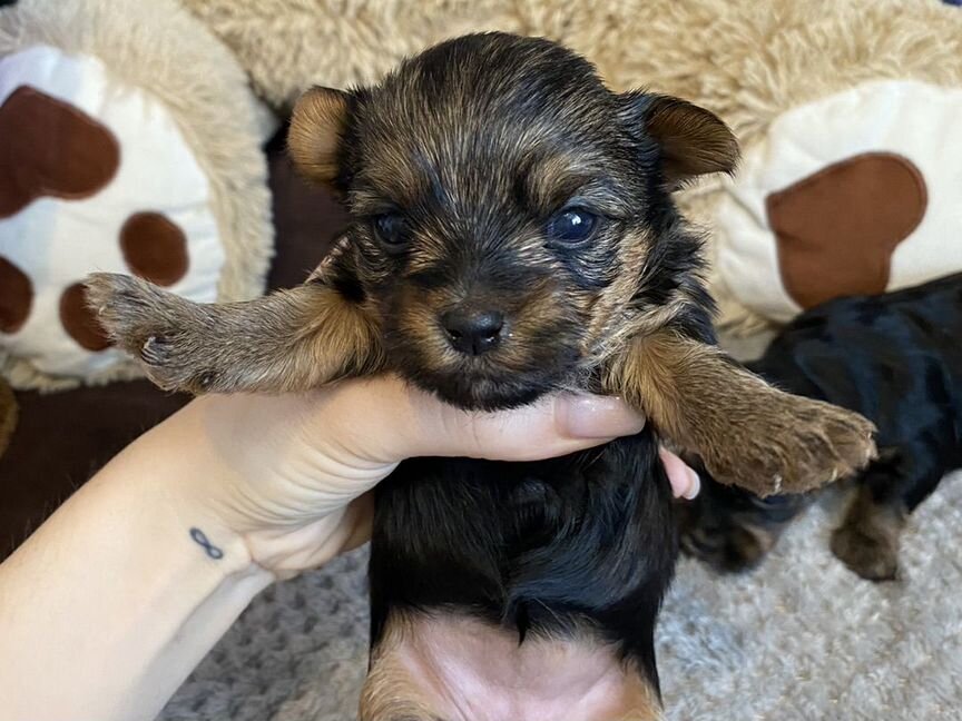 Щенки йорка