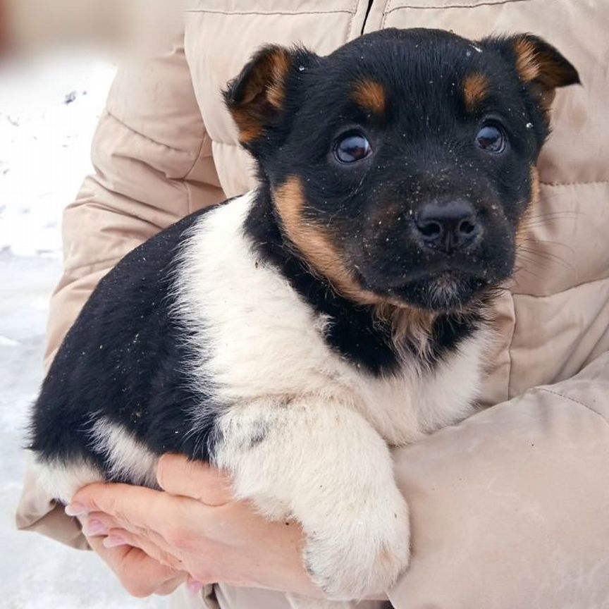 Маленькие щенки