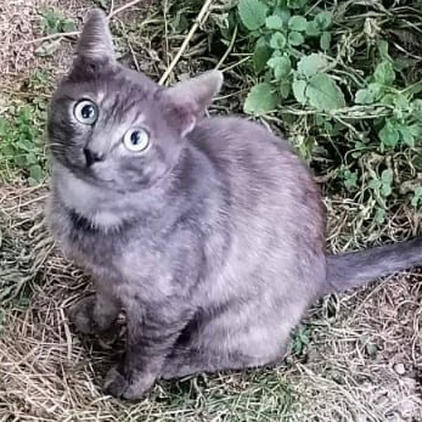 Бездомный котик