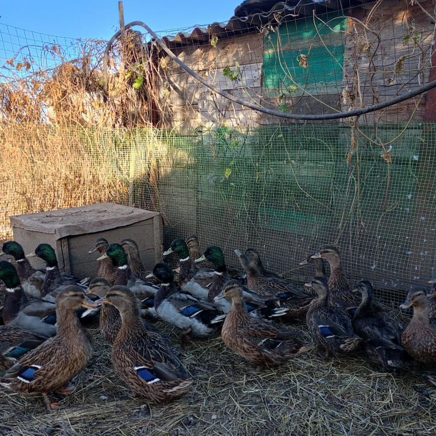 Подсадные утки