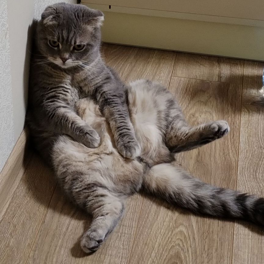 Шотландский вислоухий кот