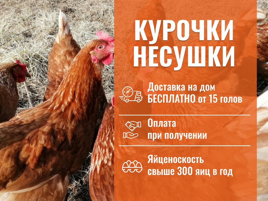 Куры несушки с доставкой