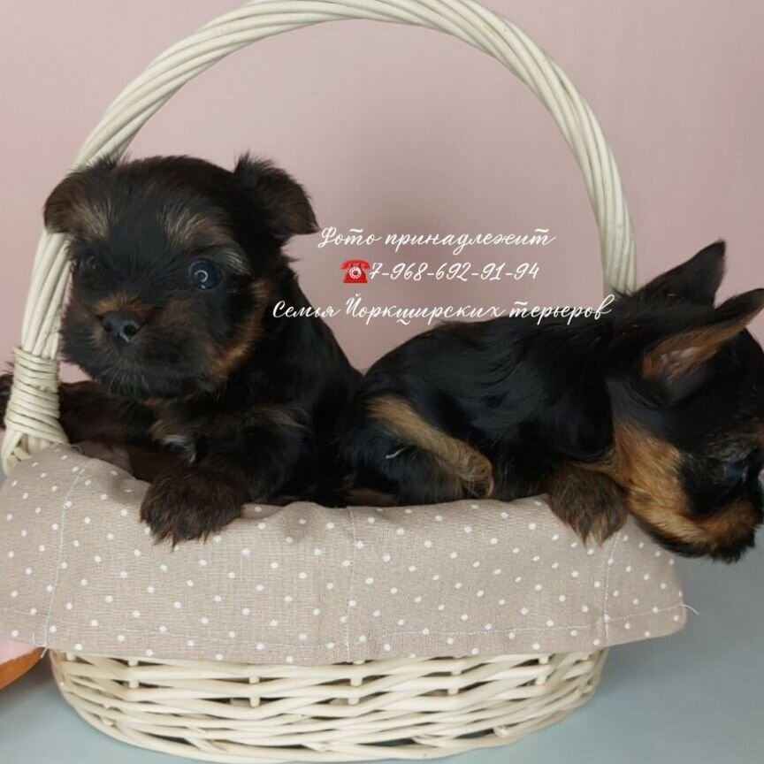 Йоркширский терьер, щенок