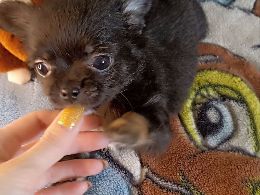 Чихуахуа мальчик