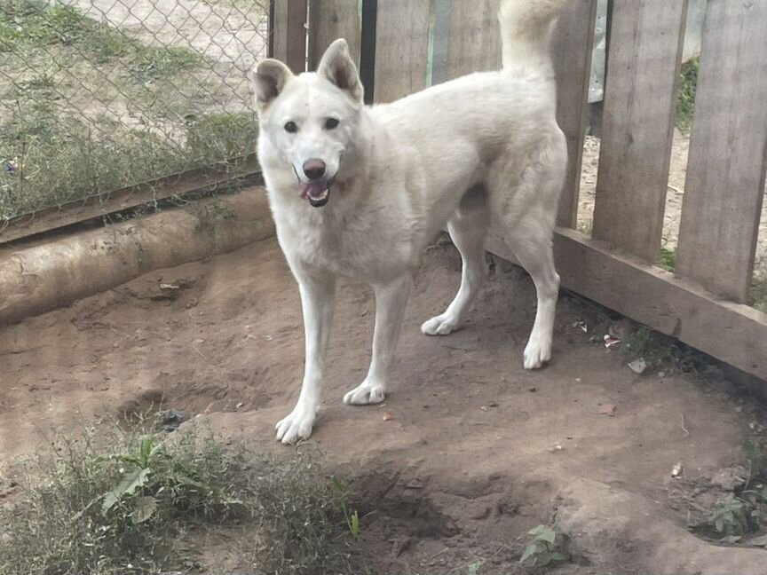 Отдам в хорошие руки Собаку