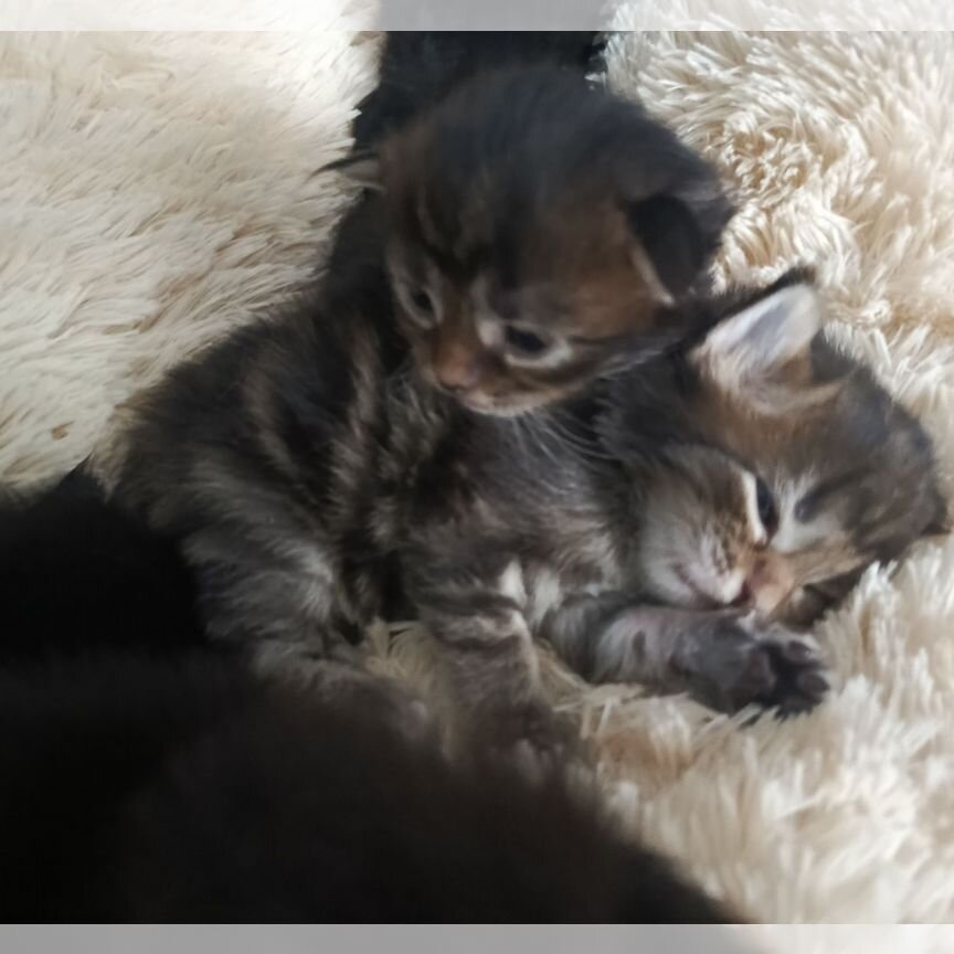 Мейн-кун котёнок