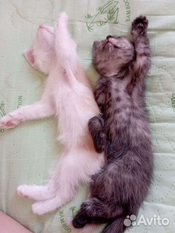 Домашние животные котята