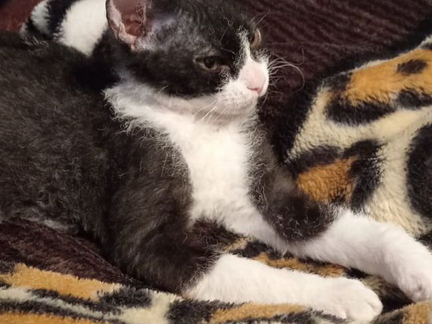 Кошка сфинкс