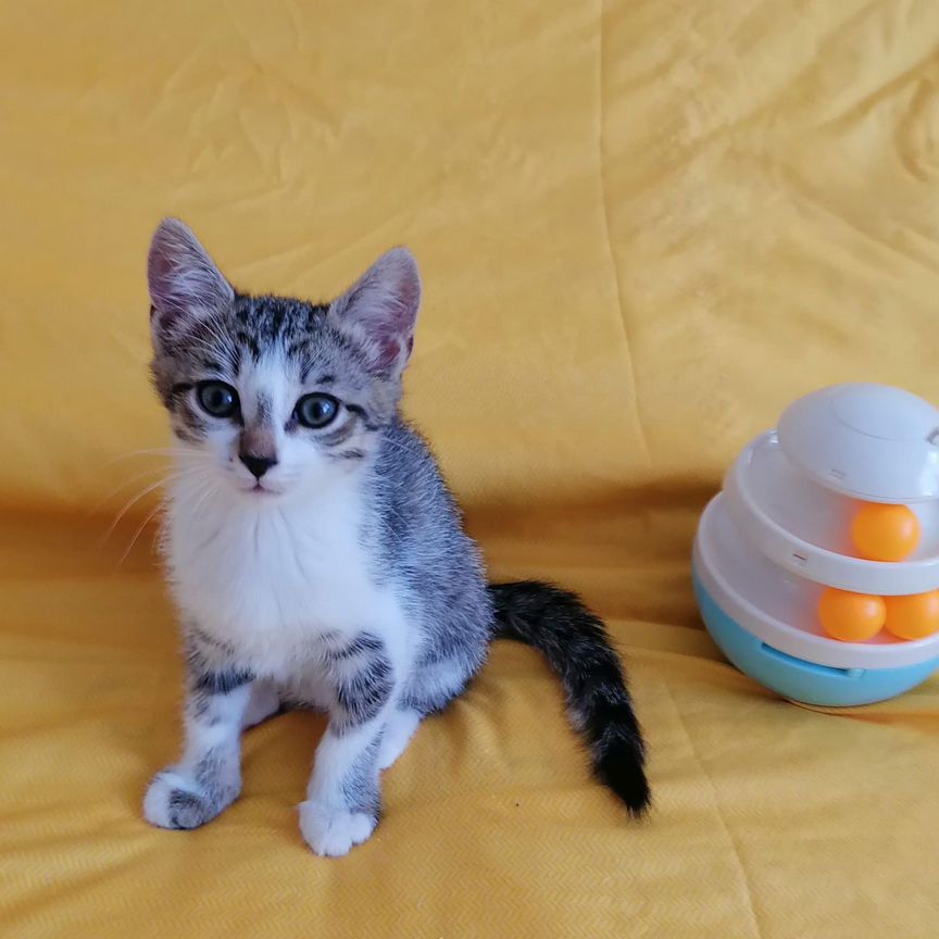 Котята