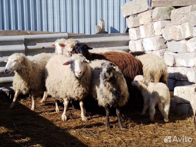 Овцы бараны