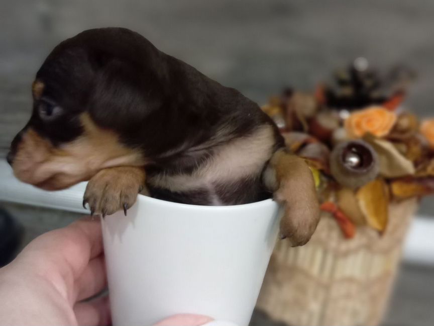 Русский той-терьер