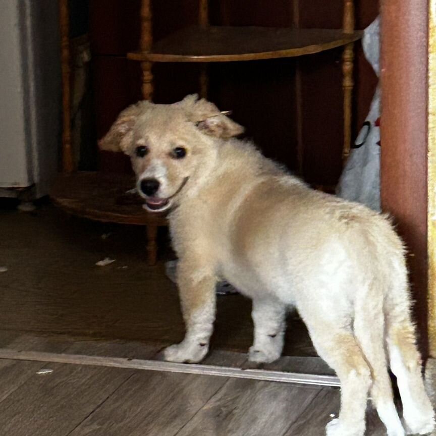 Собака в добрые руки